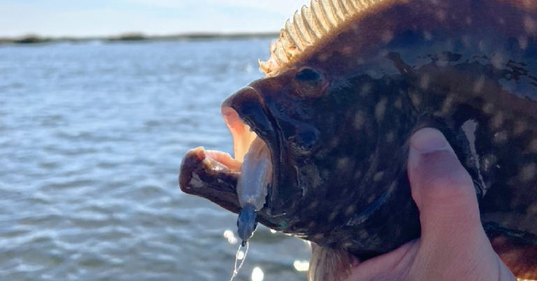 #1 Lure For Big Flounder In The Springtime