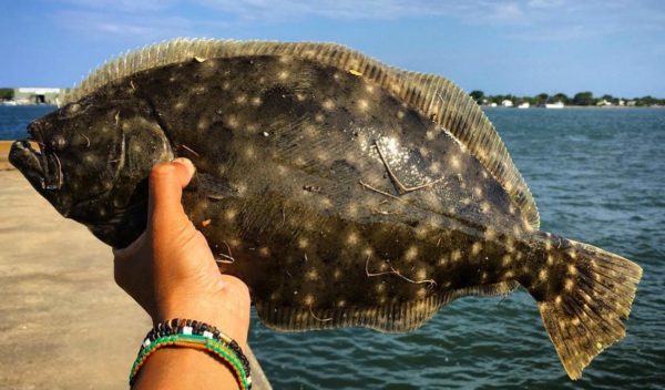 How To Catch Flounder (Plus Free PDF Catch Card)