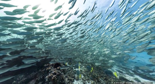 Introducing New Underwater Footage on Google "Ocean View"