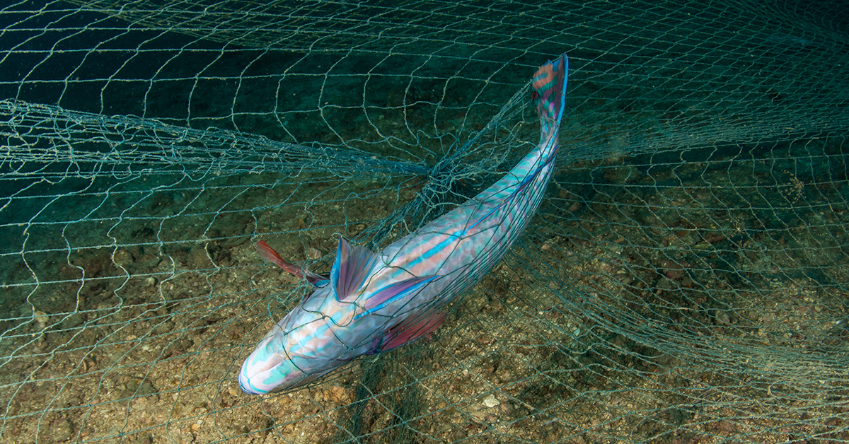 North Carolina's Gill Net Problem (And How We Can Fix It Together)