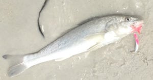 Goofy Jigs: Are These The Best Lures For Catching Pompano On The Beach?