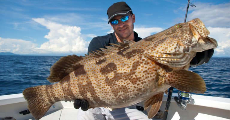 The Best Way To Cook Grouper [10 Amazing Grouper Recipes]