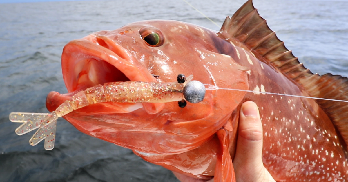 The Most Consistent & Versatile Shrimp Lure Ever Made?