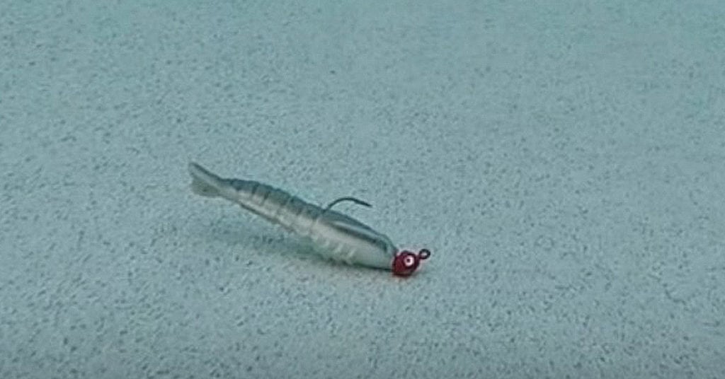 How To Use Gulp Shrimp [Review & Underwater Footage]