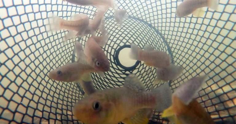 Can You Use Mud Minnows For Offshore Fishing?