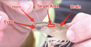Rigging Live Shrimp Through The Head Vs. The Tail (Why, When, & How)