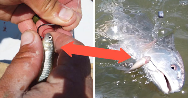 How To Rig Mud Minnows (For Redfish, Trout & Flounder)