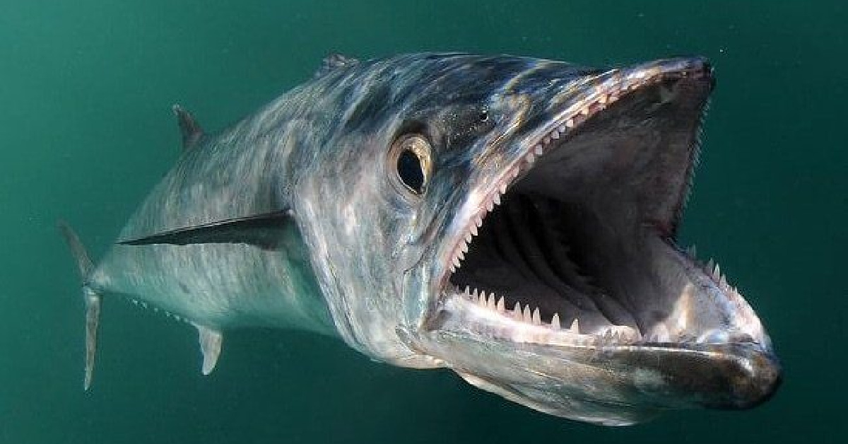 Your Guide To Nearshore Fishing During The Summer Months