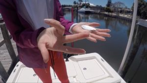 The 3 Best Live Bait Fish For Inshore Fishing In Florida