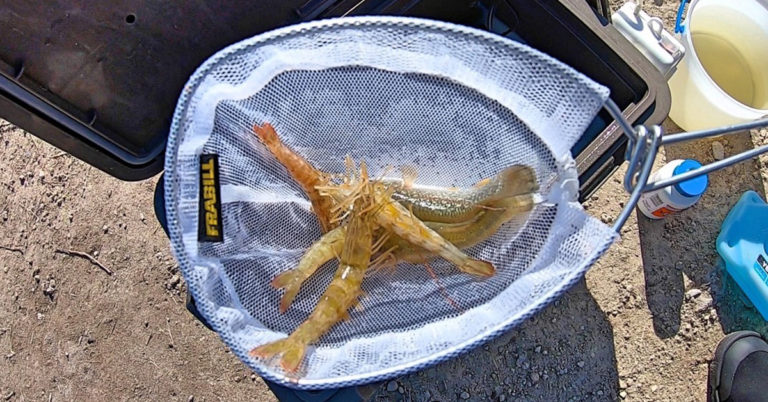 How To Find And Cast Net Your Own Shrimp