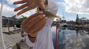 The 3 Best Live Bait Fish For Inshore Fishing In Florida