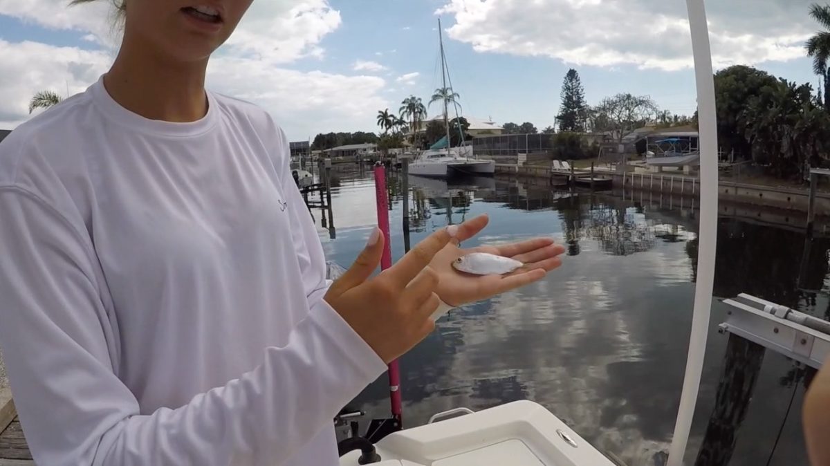 The 3 Best Live Bait Fish For Inshore Fishing In Florida