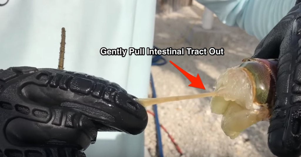 How To Quickly Clean A Lobster Without Any Tools [Video]
