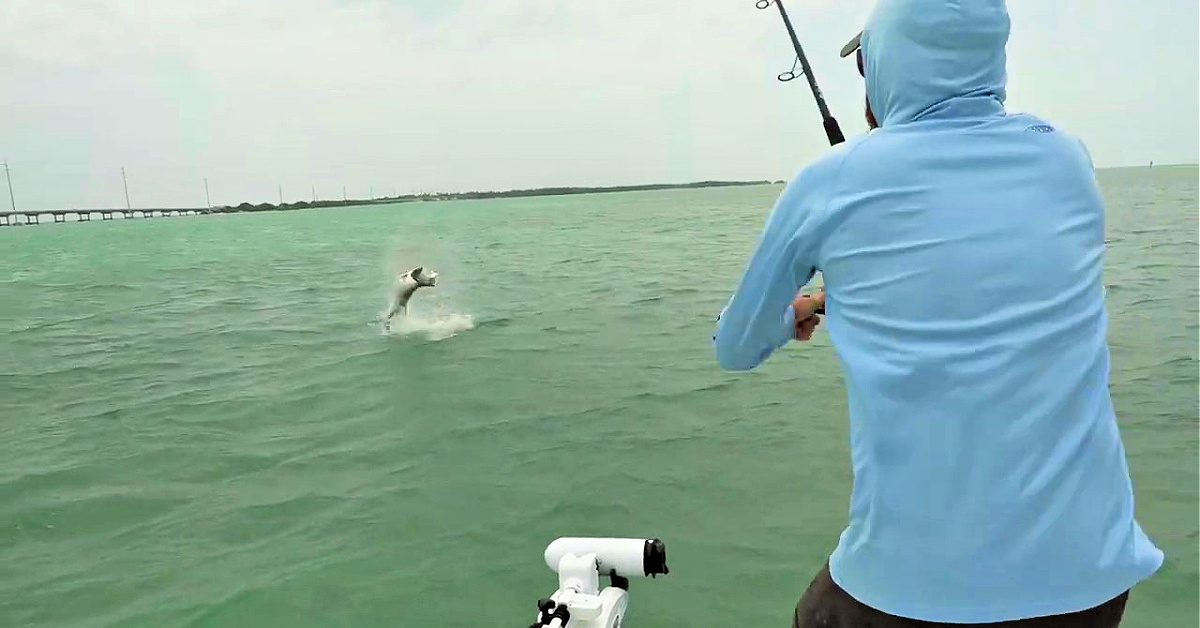 The Secret To Catching Tarpon On Butterflied Mullet