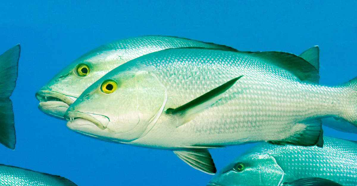 The Top 3 Mangrove Snapper Mistakes [Are You Making These?]
