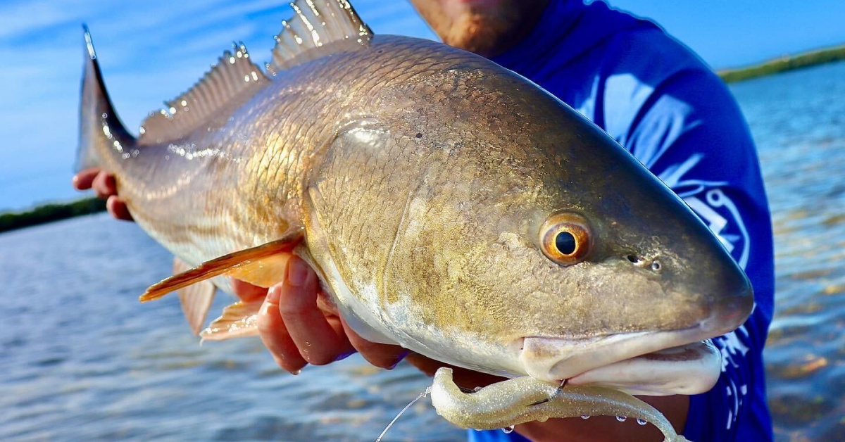 Searching For Redfish, Seatrout, & Snook [Negative Tide Exploration Trip]