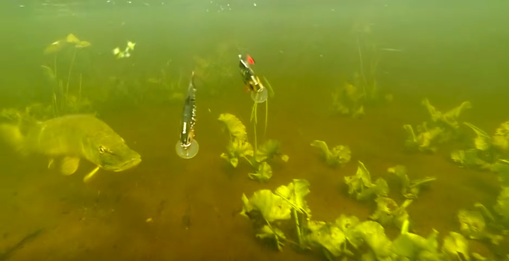You've Got To See What This Pike Does To These Lures! Sick Underwater ...