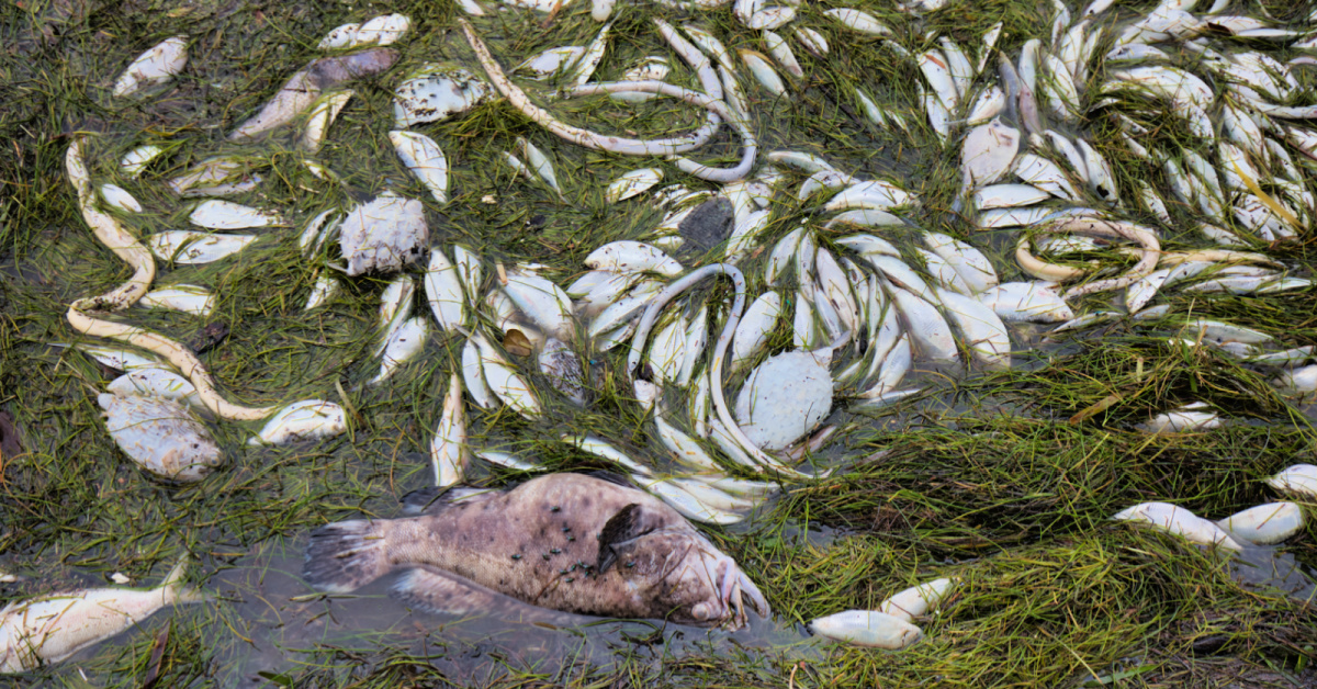 The Truth About The Tampa Bay Red Tide & Piney Point