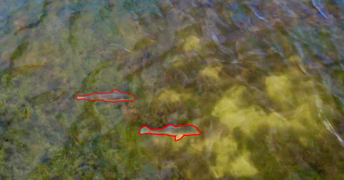 Epic Drone Footage: How To Find & Catch Schooling Redfish