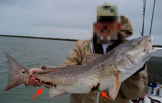 How To Properly Catch & Release Fish (Without Killing Them)