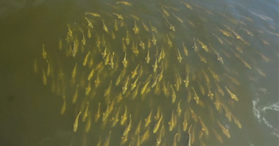 Bull Redfish Migration: How To Catch Your New Personal Best Redfish