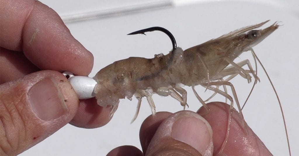 The BEST Time To Use Shrimp For Inshore Fishing (Live & Artificial)