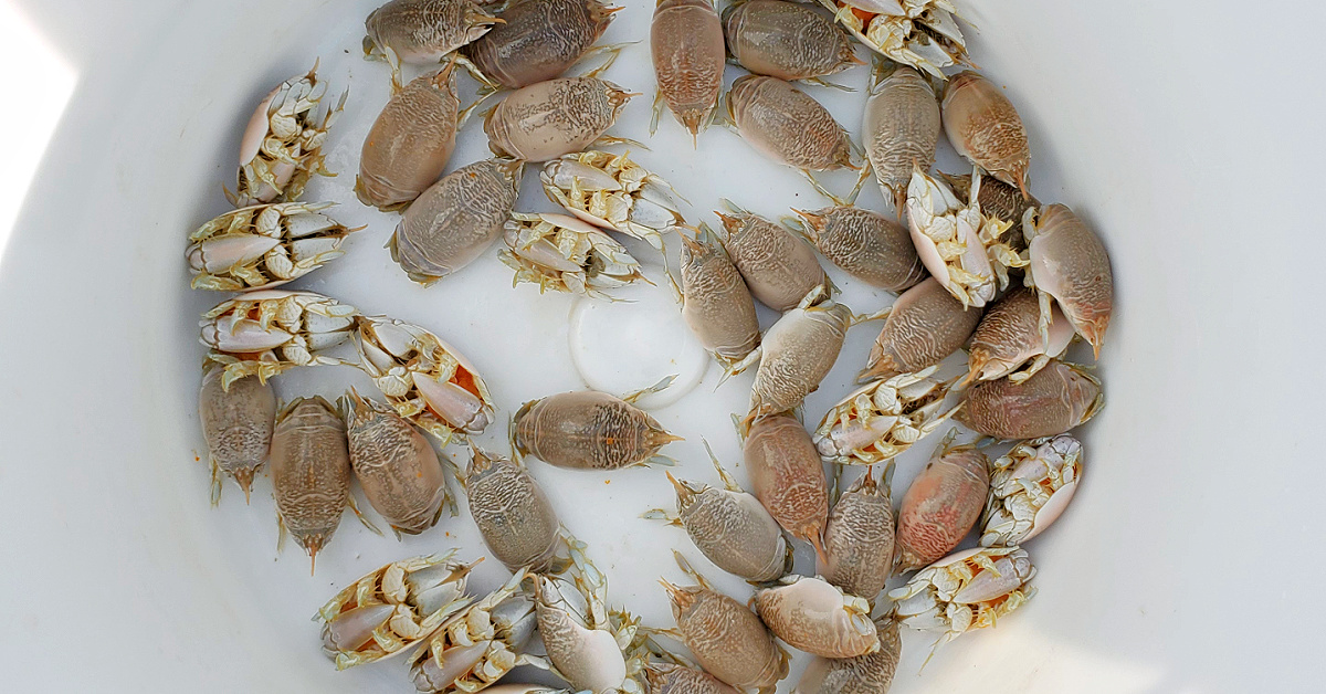 Top 5 Surf Fishing Baits (For Pompano, Whiting, Redfish & More)