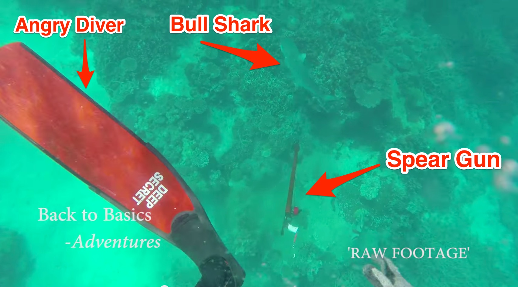 Shark Steals Diver's Fish And Then Steals His Spear Gun!!!