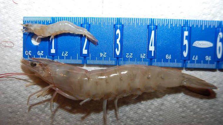 Shrimp Fishing: Florida Shrimping Academy With Capt. Lee Noga