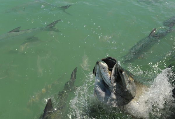 Tarpon Fighting Tip - "Why Should You Bow to the King"