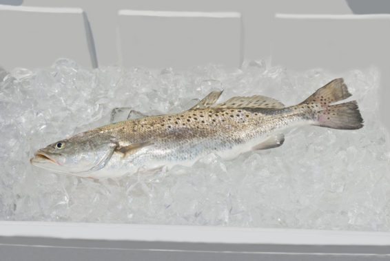 3 Shortcuts For Catching Spotted Seatrout Trout In Florida.