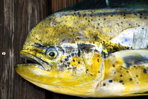 The Best Way To Cook Mahi Mahi [TOP 7 RECIPES]