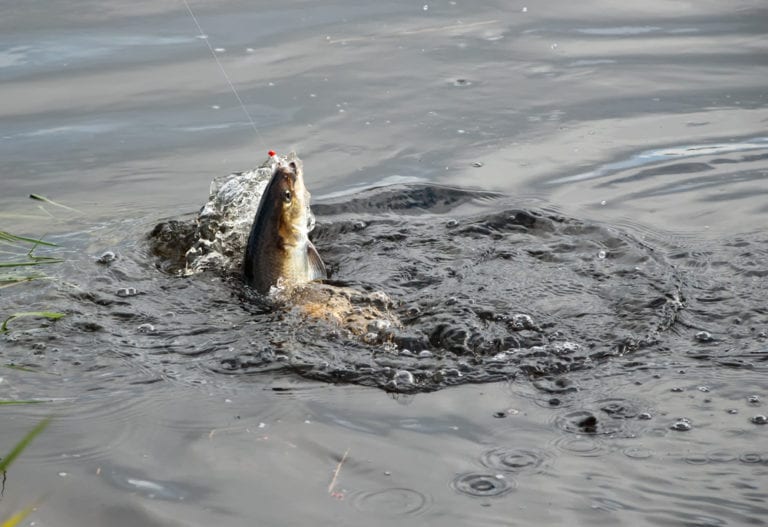 How To Catch Boatloads Of Shad This Winter (Florida Edition)