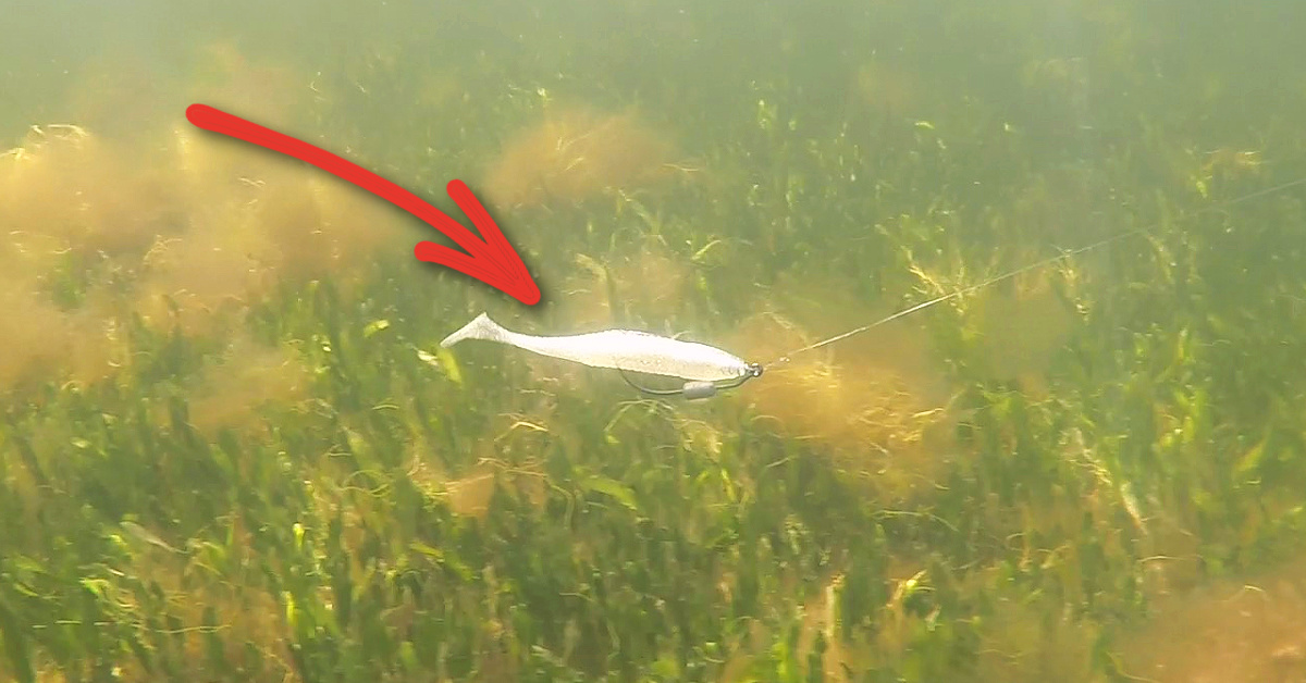 Slam Shady 2.0 VS. Z-Man Slam Shady MinnowZ