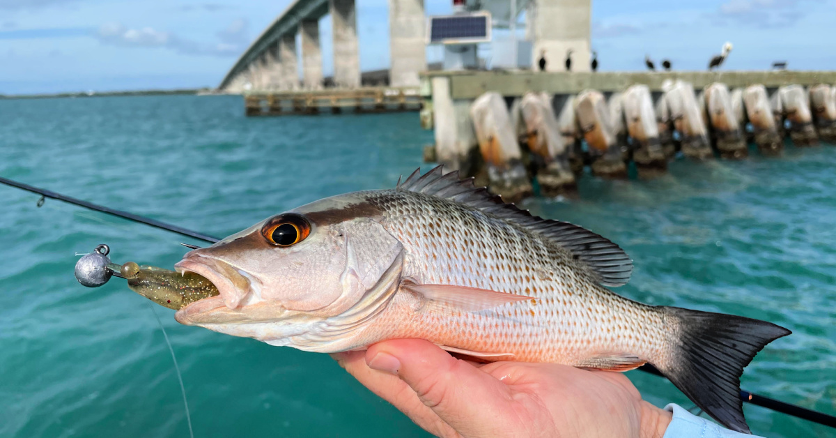Can You Fish Bridges In The Middle Of The Day In Summer? (Q&A)