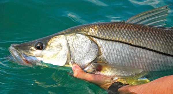 5 Snook Fishing Blogs That Will Make You A Better Snook Angler