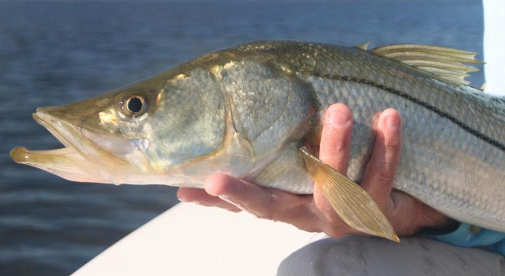 Are You Making These 3 Deadly Mistakes When Releasing Snook?