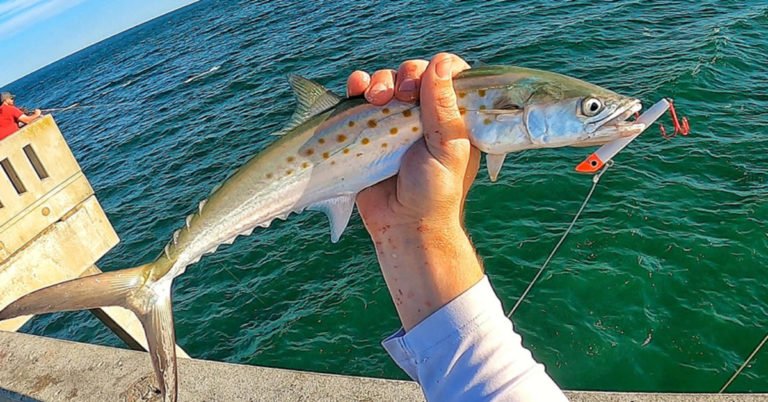 Spring Spanish Mackerel: Best Lures, Spots, Positioning, And More