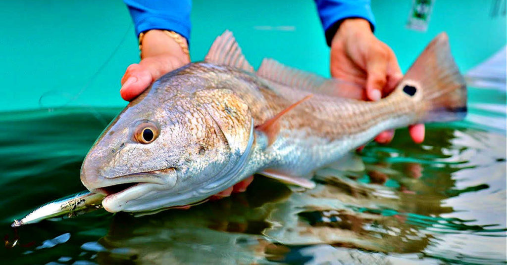 How To Trigger Strikes From Spooky Fish