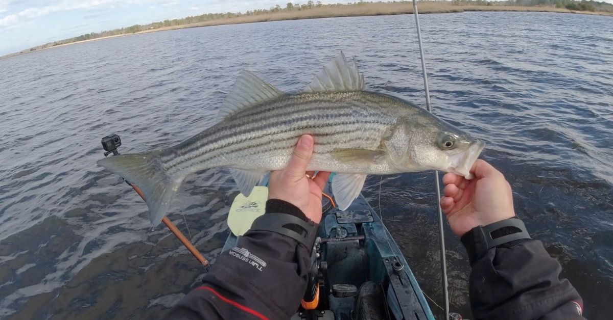 Striper Fishing Rigs And Knots