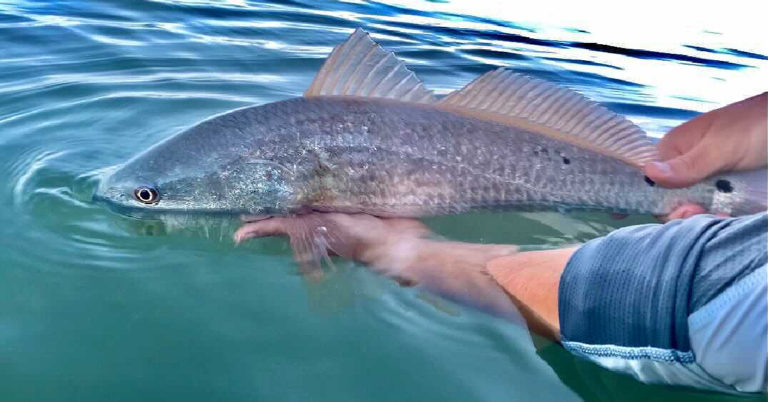 Best Methods For Casting At Tailing Redfish