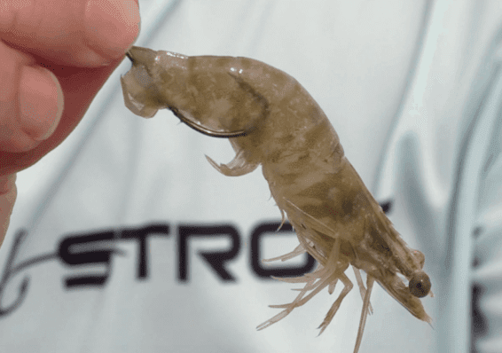 How To Texas Rig A Live Shrimp (Weedless Shrimp)