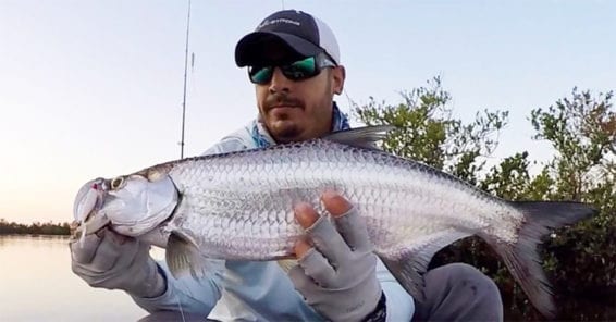 The Hunt For Juvenile Tarpon (Everything You Need To Know)