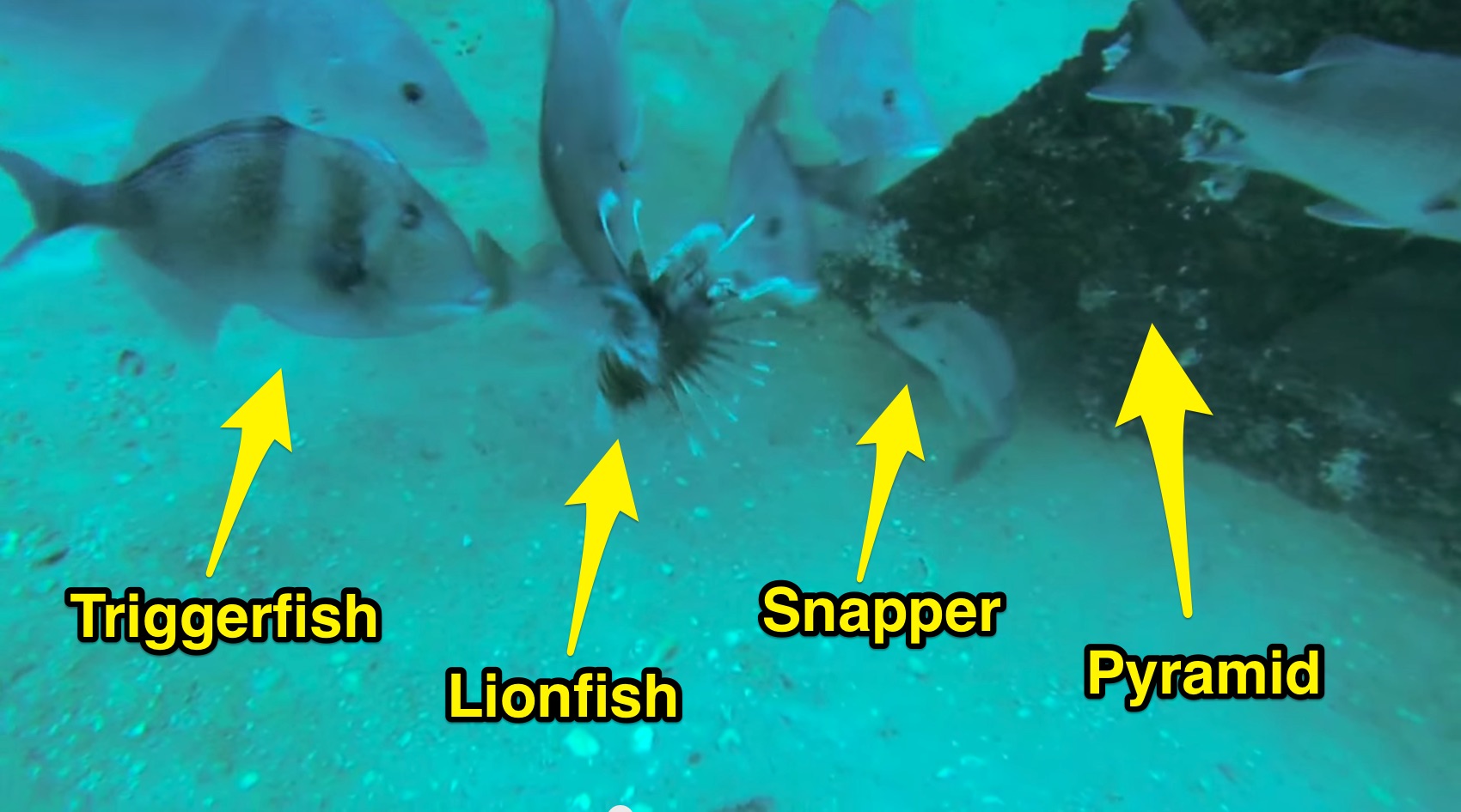 Triggerfish and Snapper Eat Lionfish on a Pyramid!