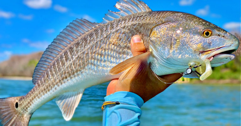 How To Wade Fish For Red Drum In The Fall (Tactics & Lures)