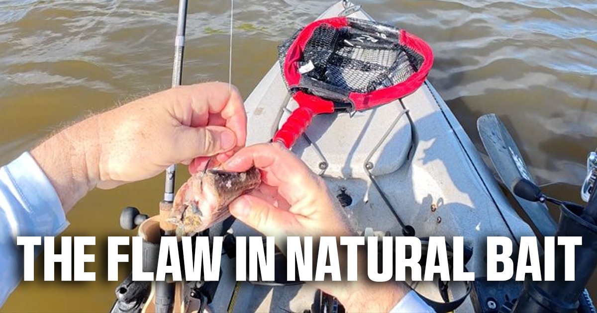 What Anglers Get Wrong About Live And Natural Bait
